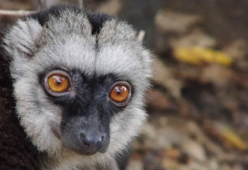 Primates | The Animal Facts | What makes them unique?