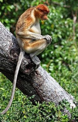 Proboscis monkey | The Animal Facts