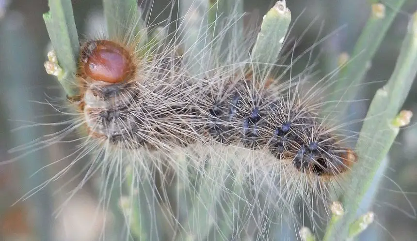 Processionary Caterpillar | The Animal Facts | Appearance, Diet, Habitat