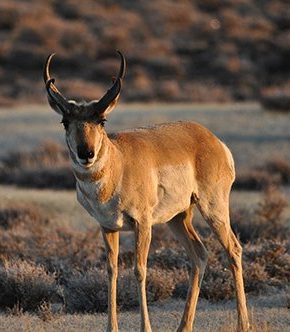 Pronghorn | The Animal Facts