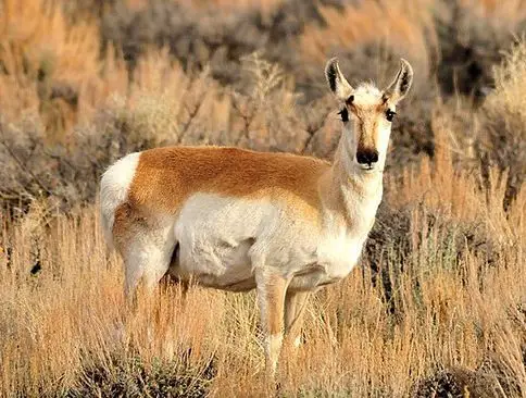 Pronghorn | The Animal Facts