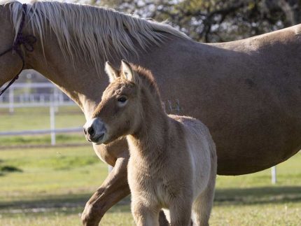 Rare Wild Horse Calf Born at San Diego Zoo Safari Park