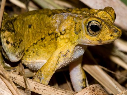 Axolotl - The Animal Facts - Diet, Habitat, Appearance, Breeding, Behaviour