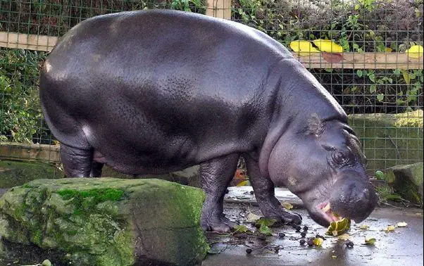Pygmy Hippo | The Animal Facts | Appearance, Behavior, Diet, Habitat