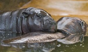 Pygmy Hippo | The Animal Facts | Appearance, Behavior, Diet, Habitat