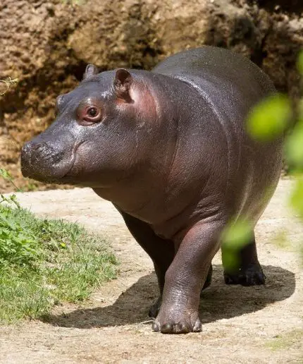 Pygmy Hippo | The Animal Facts | Appearance, Behavior, Diet, Habitat