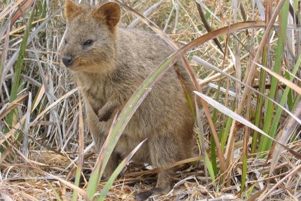 Quokka | The Animal Facts Diet, Adaptations, Behaviour, Habitat and More!