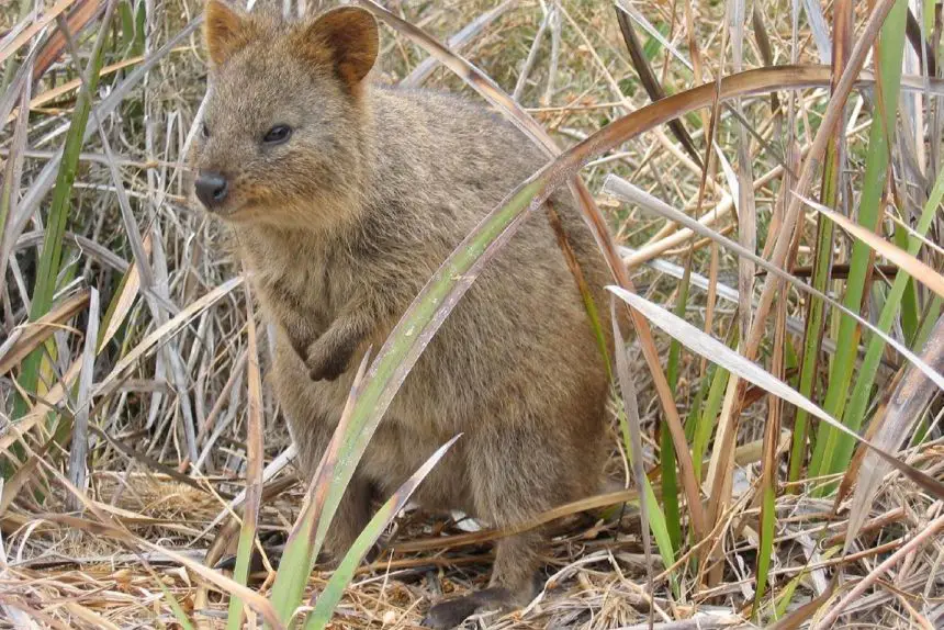 Quokka | The Animal Facts Diet, Adaptations, Behaviour, Habitat and More!