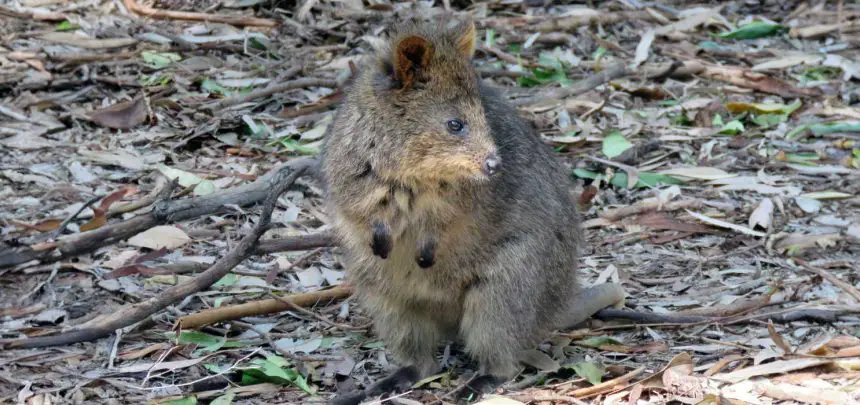 Quokka | The Animal Facts Diet, Adaptations, Behaviour, Habitat and More!