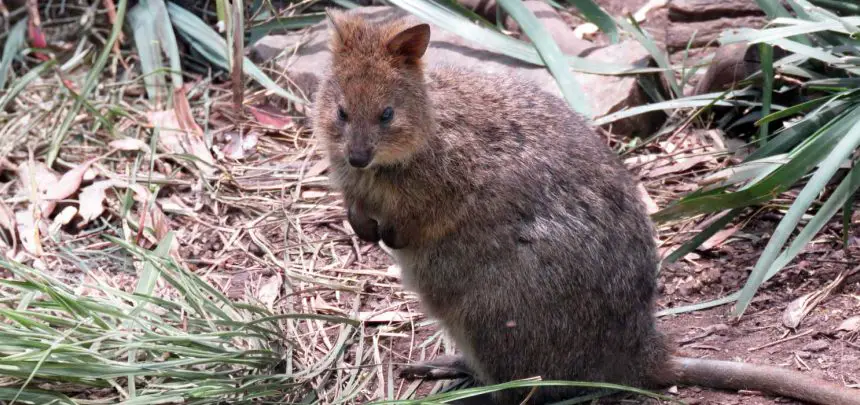 Quokka | The Animal Facts Diet, Adaptations, Behaviour, Habitat and More!