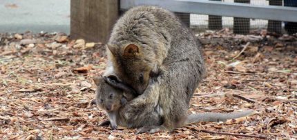 Quokka | The Animal Facts Diet, Adaptations, Behaviour, Habitat and More!