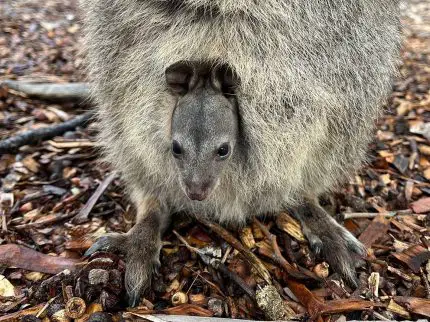 Quokka - The Animal Facts Diet, Adaptations, Behaviour, Habitat and More!