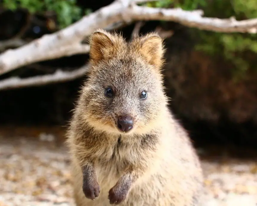 Quokka - The Animal Facts Diet, Adaptations, Behaviour, Habitat and More!
