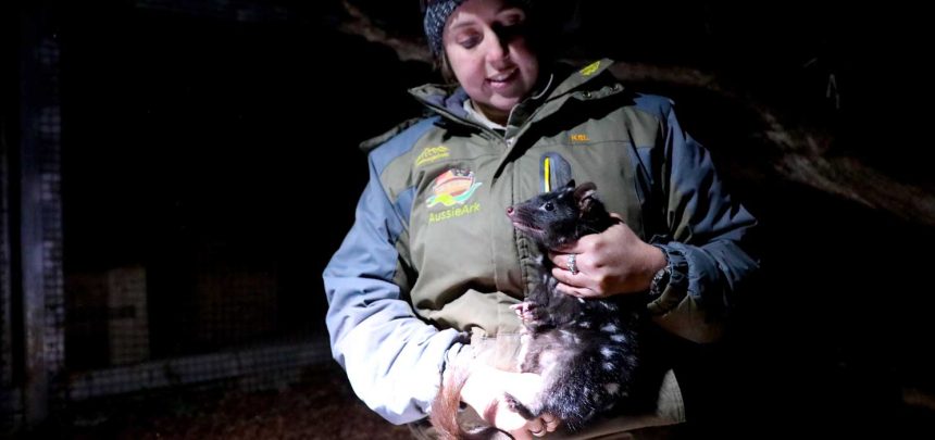 Aussie Ark Grow Breeding Population of Eastern Quolls
