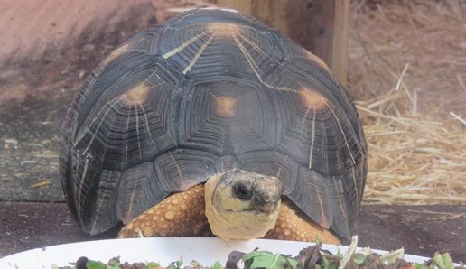 Radiated Tortoise | The Animal Facts | Appearance, Diet, Habitat, More!