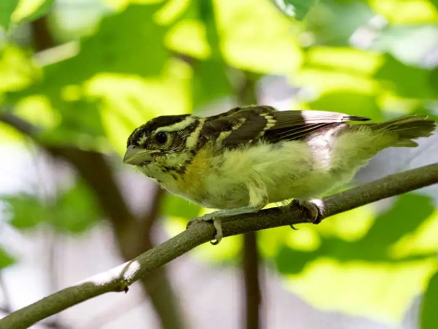 Brolga | The Animal Facts | Appearance, Diet, Habitat, Lifespan, Behavior