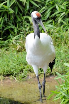 Red Crowned Crane | The Animal Facts | Appearance, Diet, Habitat