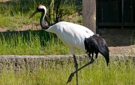 Red Crowned Crane | The Animal Facts | Appearance, Diet, Habitat
