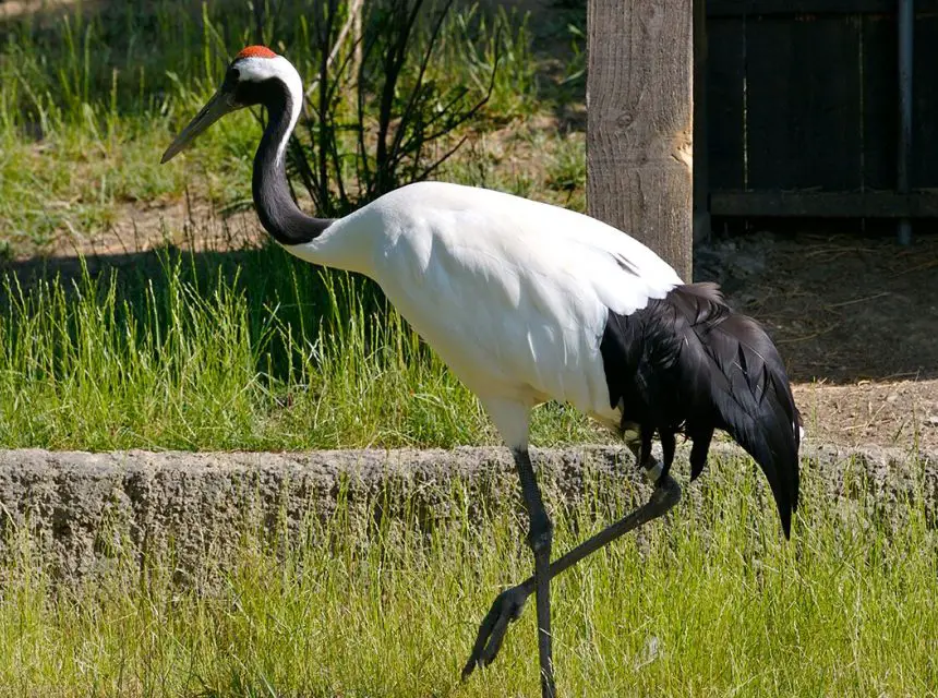 Brolga - The Animal Facts - Appearance, Diet, Habitat, Lifespan, Behavior