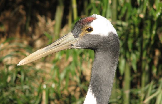 Red Crowned Crane | The Animal Facts | Appearance, Diet, Habitat