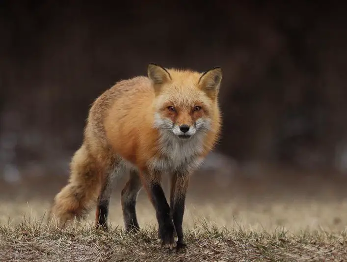 Red Fox | The Animal Facts | Appearance, Diet, Habitat, Behavior