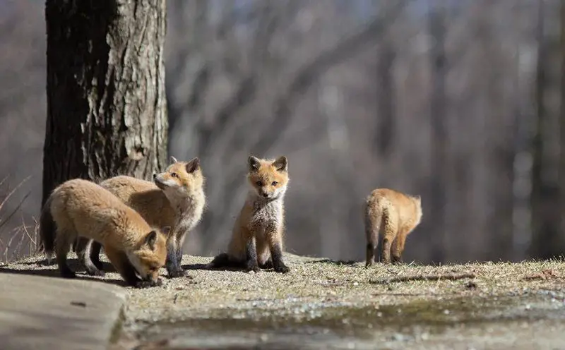 Red Fox | The Animal Facts | Appearance, Diet, Habitat, Behavior