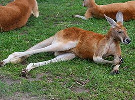 Red Kangaroo | The Animal Facts