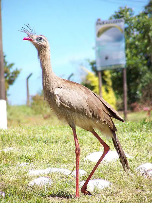 Red-Legged Seriema | The Animal Facts | Appearance, Diet, Habitat
