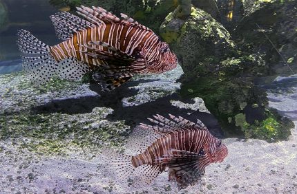 Red Lionfish | The Animal Facts Appearance, Diet, Habitat, Behavior