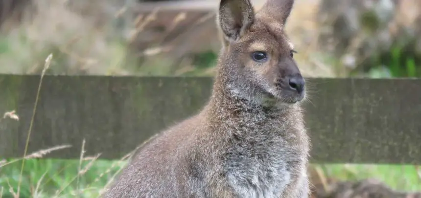 Red Necked Wallaby | The Animal Facts