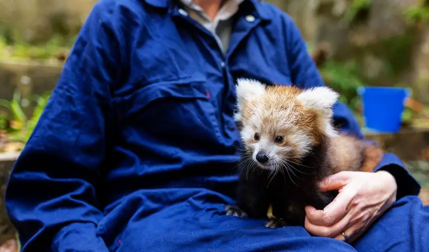 Taronga Zoo Sydney Name Red Panda Cubs | The Animal Facts