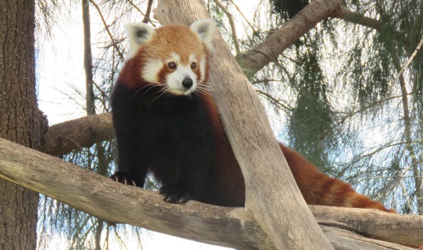 San Diego Zoo Celebrate First Red Panda Birth in Two Decades | The ...