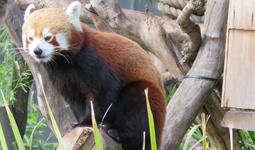 Zoo Atlanta Introduce New Red Pandas | The Animal Facts