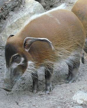 Red River Hog | The Animal Facts