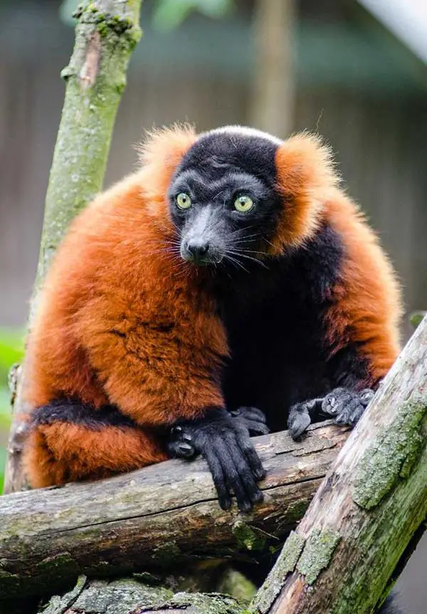 Red Ruffed Lemur | The Animal Facts | Appearance, Diet, Habitat