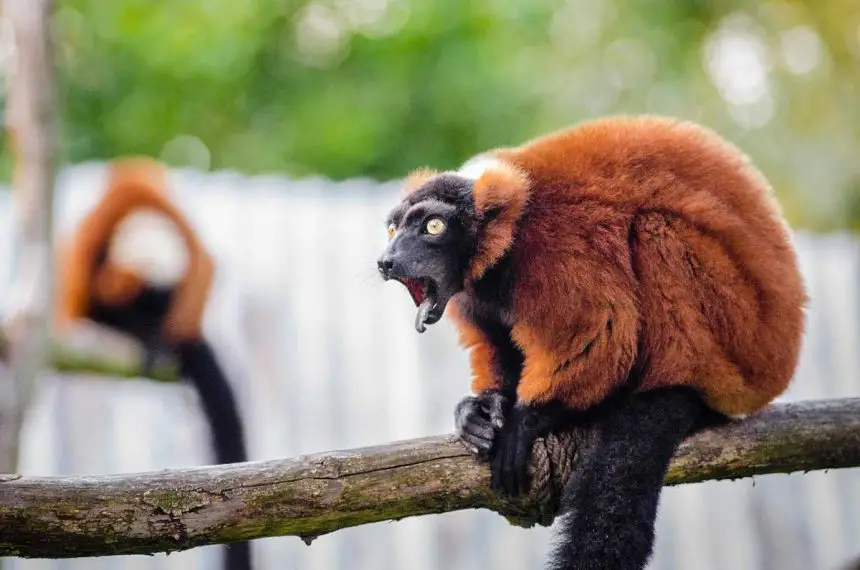 Red Ruffed Lemur | The Animal Facts | Appearance, Diet, Habitat