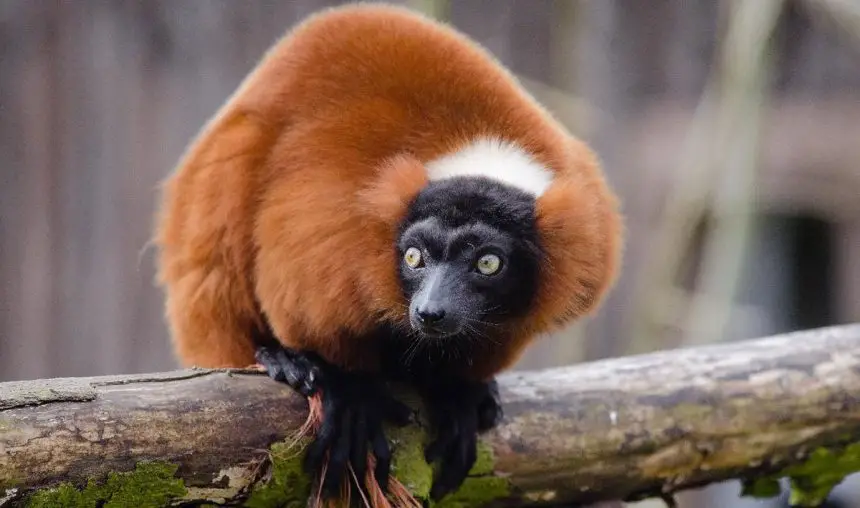 Red Ruffed Lemur Infant Born at Nashville Zoo | The Animal Facts