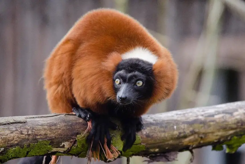 Red Ruffed Lemur | The Animal Facts | Appearance, Diet, Habitat