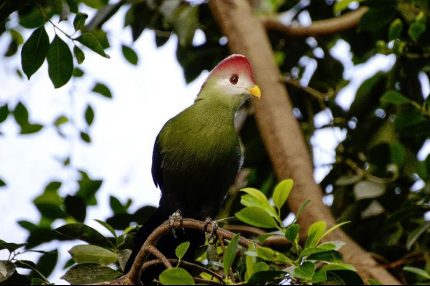 Red-Crested Turaco | The Animal Facts | Appearance, Diet, Habitat