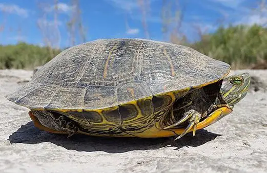 Red Eared Slider | The Animal Facts Appearance, Diet, Habitat and More