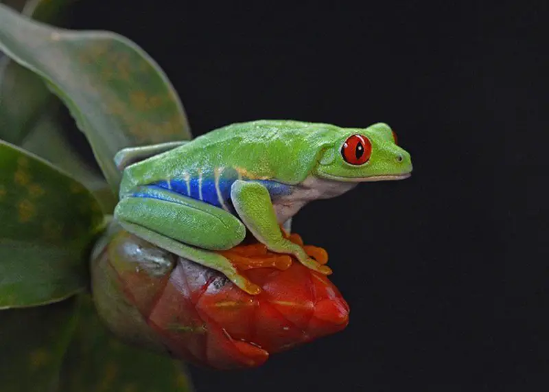 Red Eyed Tree Frog | The Animal Facts | Diet, Habitat, Behaviour, More!