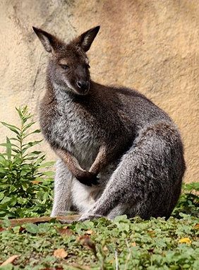 Red Necked Wallaby - The Animal Facts