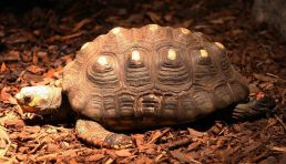 Red Footed Tortoise | The Animal Facts | Diet, Habitat, Behaviour