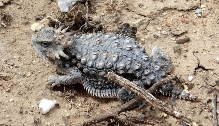 Regal Horned Lizard | The Animal Facts | Appearance, Diet, Behavior