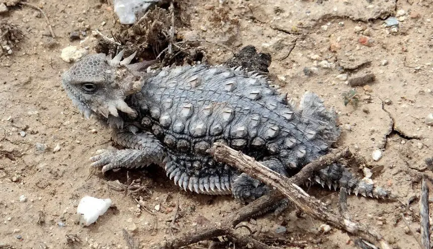 Regal Horned Lizard | The Animal Facts | Appearance, Diet, Behavior