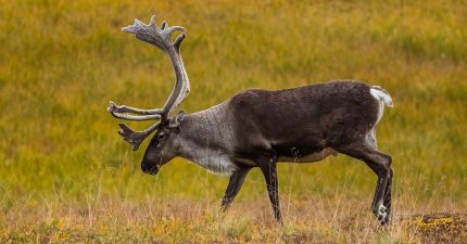 Reindeer | The Animal Facts | Appearance, Diet, Habitat and Behavior