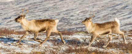 Reindeer | The Animal Facts | Appearance, Diet, Habitat and Behavior
