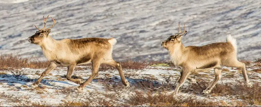 Reindeer | The Animal Facts | Appearance, Diet, Habitat and Behavior