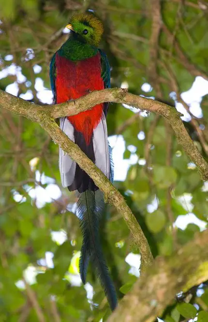Resplendent Quetzal | The Animal Facts | Appearance, Diet, Behavior