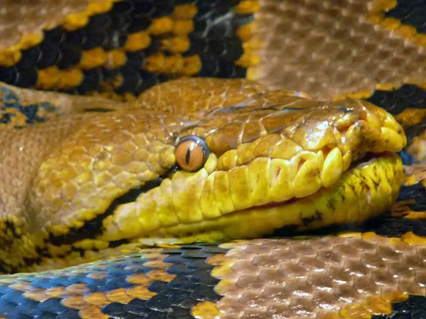 African Rock Python | The Animal Facts